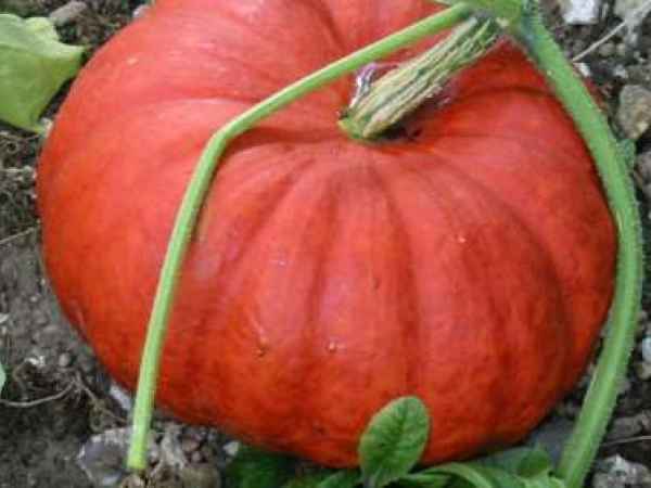 Recette de gratin de potiron et courgette au chèvre